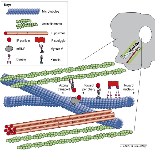 Intermediate Filaments