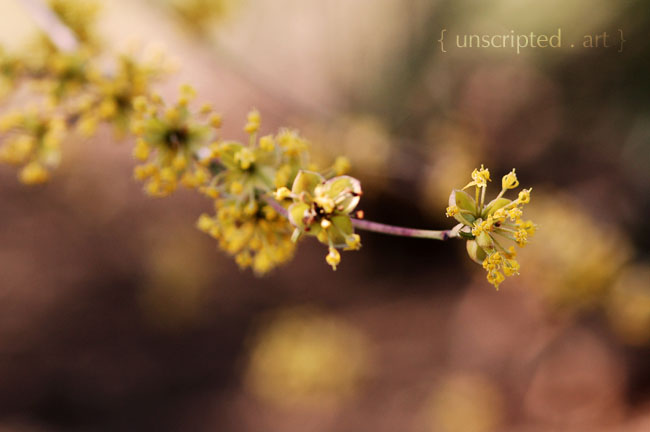 blissful spring | { unscripted . art }