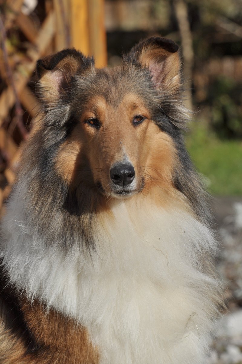 Collies vom Kath'lberg