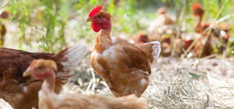 Bio Huhn, Masthuhn oder ein edles „Label Rouge “ Huhn | Heute gibts: