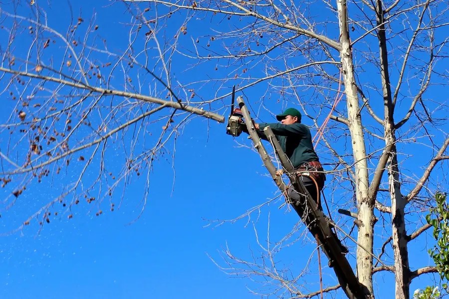 Commercial Tree Trimming: Why Do You Need One? - Updated Ideas