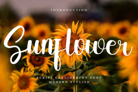 Sunflower Script Font - UpFonts