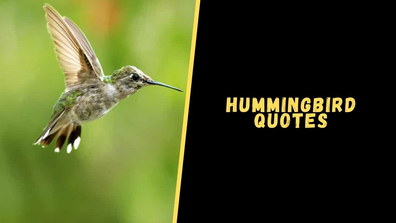Top 15 Delightful Quotes About Hummingbird To Blow Your Mind