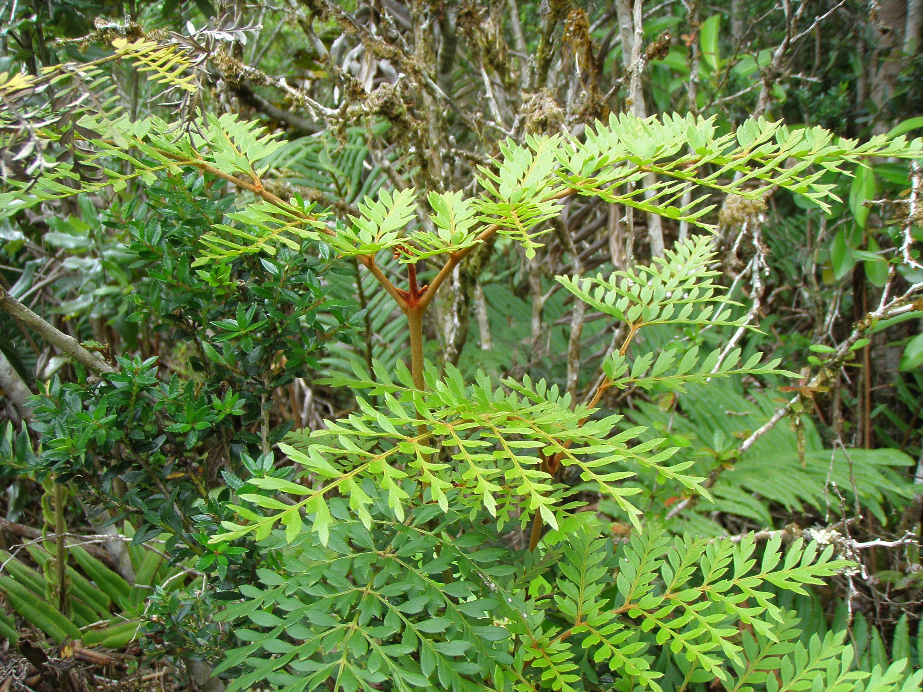 Plantas para el Hogar | Blog de jardinería y decoración del hogar. Los ...
