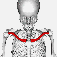 Anatomically Speaking – “Smile Your Collar Bones Wide” – Shiang Ying 湘盈