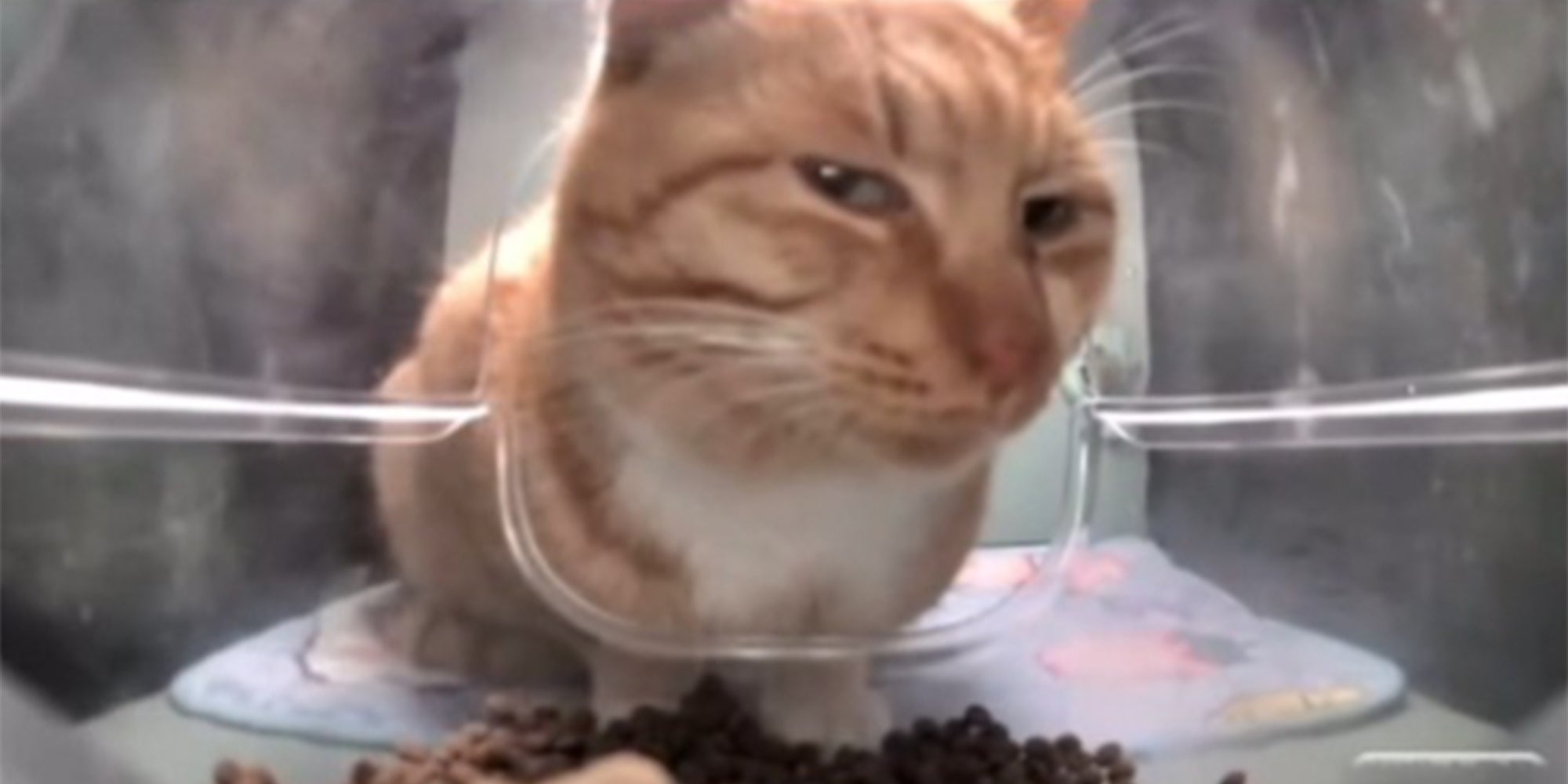 Side Eye Cat Meme Aka Mr Fresh