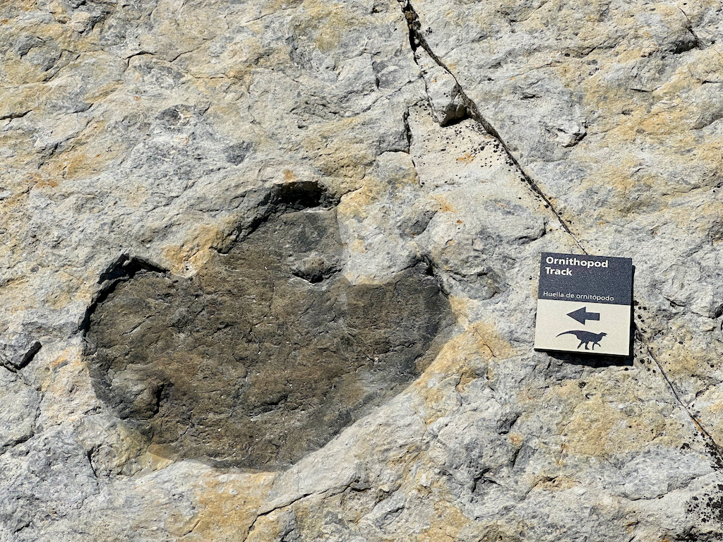 Dinosaur Ridge Review: A Prehistoric Trek with World-Class Tracks [2023 ...