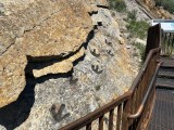 Dinosaur Ridge Review A Prehistoric Trek With World Class Tracks 2023