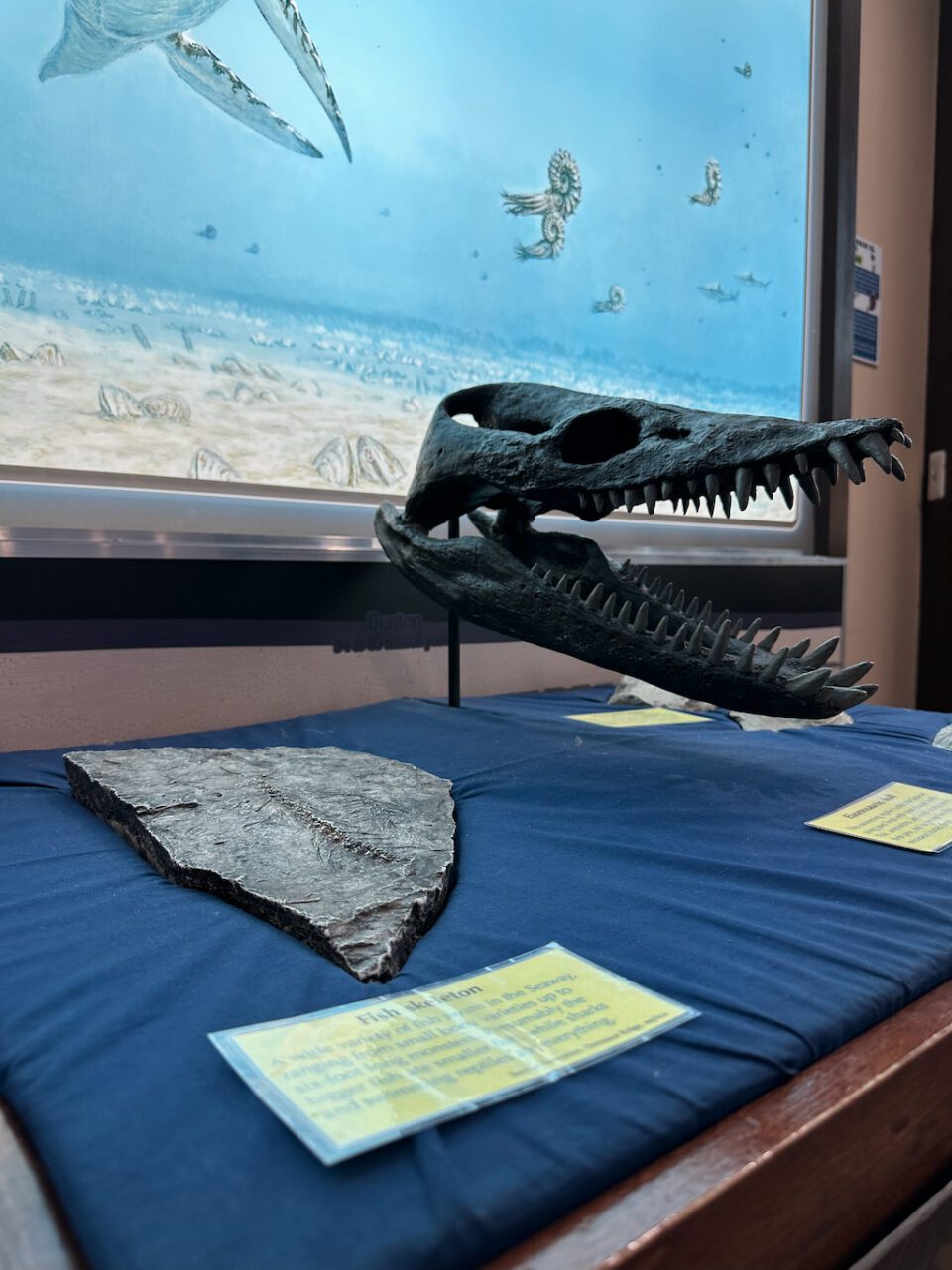 Dinosaur Ridge Review: A Prehistoric Trek with World-Class Tracks [2023 ...