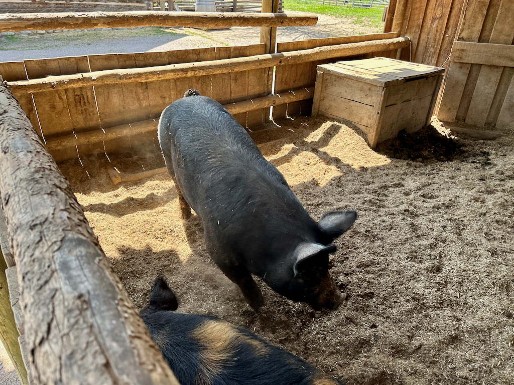 Littleton Museum Review: An Immersive Living History Experience ...