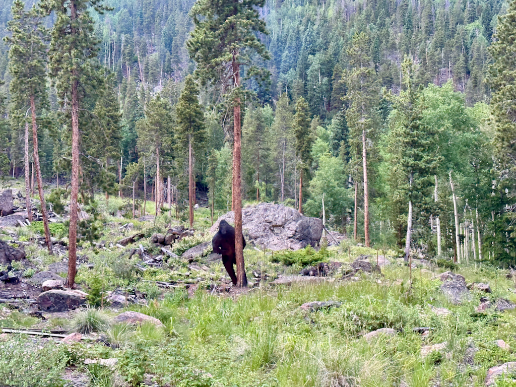 Georgetown Loop Railroad: Worth It? (Honest Review) - UponArriving