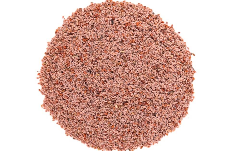 اسپغول/ Spogel seeds/ Plantago ovata - urdupoint