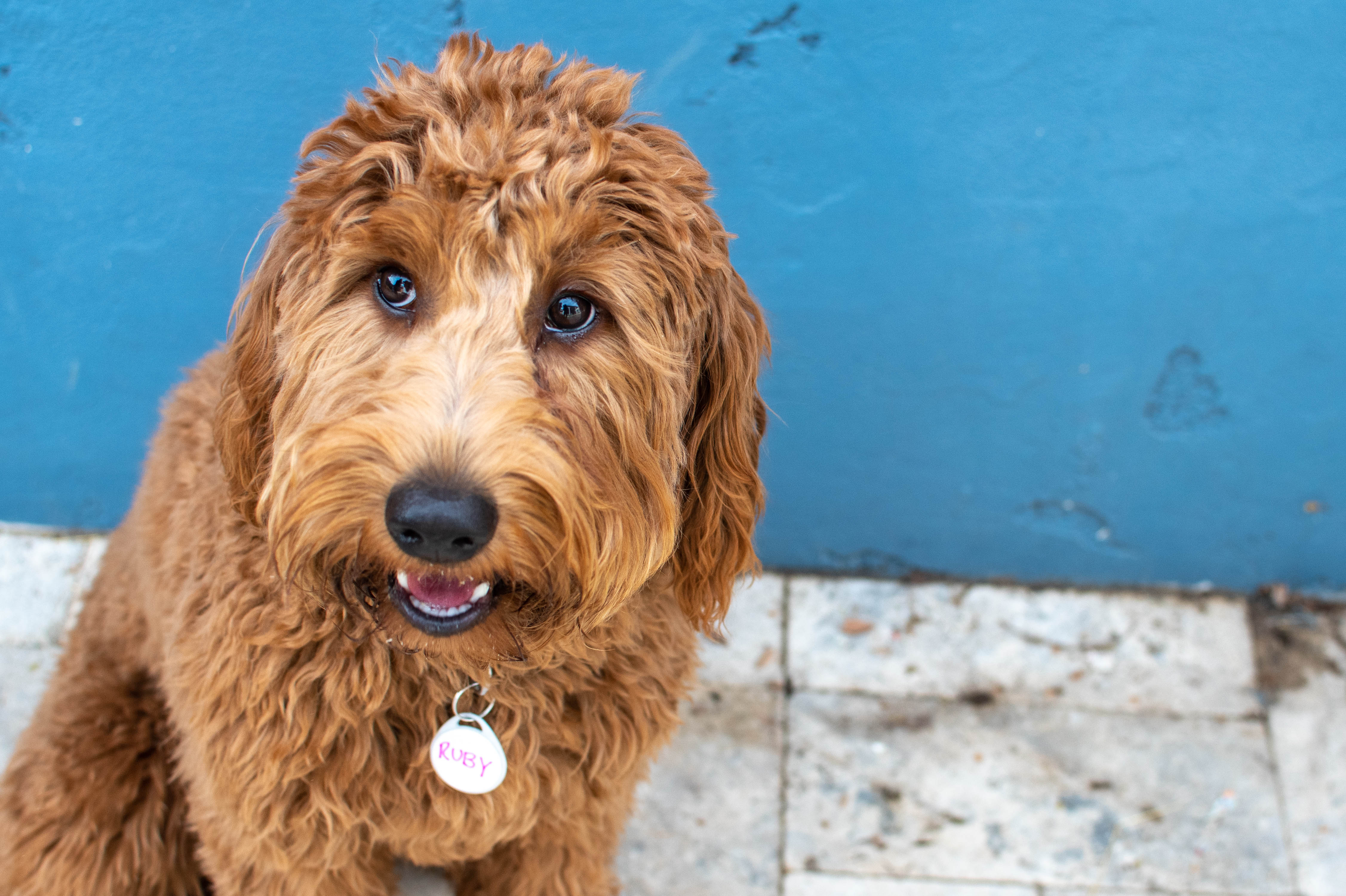 Ruby-3 – USDoodles