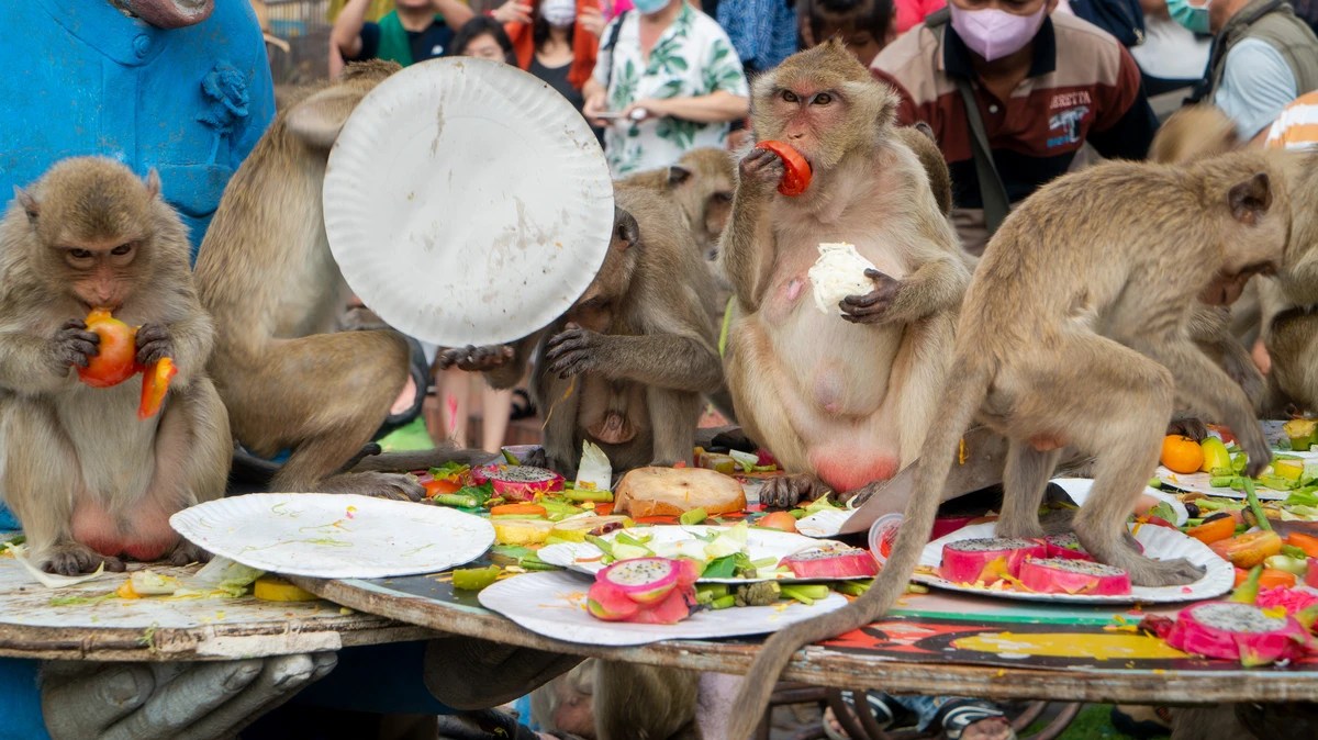 The Bad Monkey Buffet: Lopburi’s Problem – US Represented