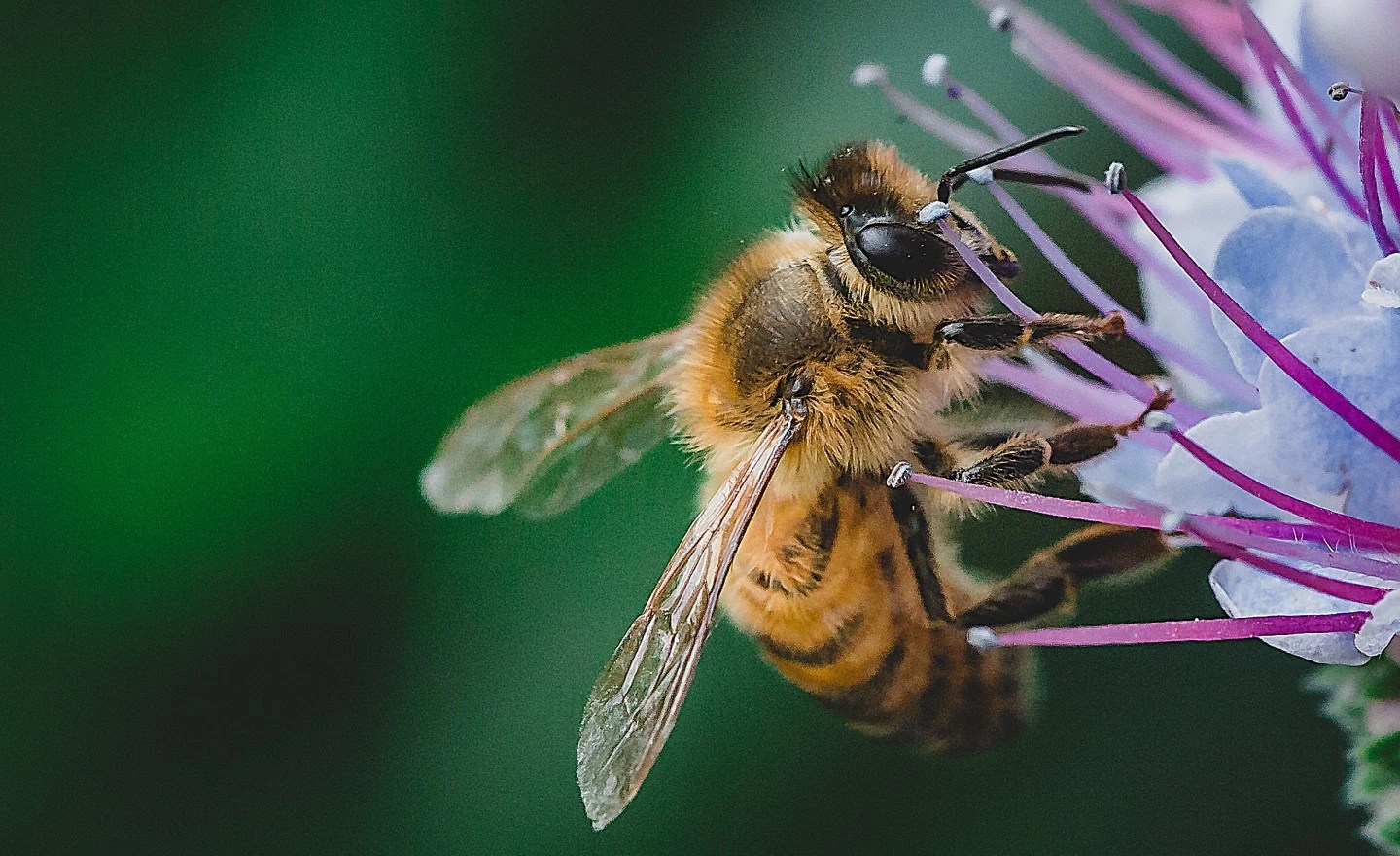 The Honeybee: The Threats They Face and the Changes Needed to Save Them ...