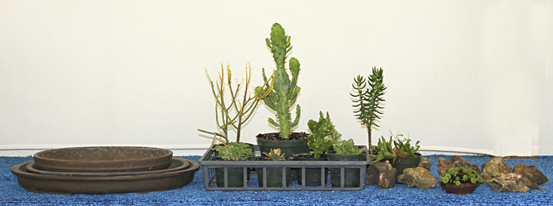 Cactus/Succulent Tray Landscape – Valavanis Bonsai Blog