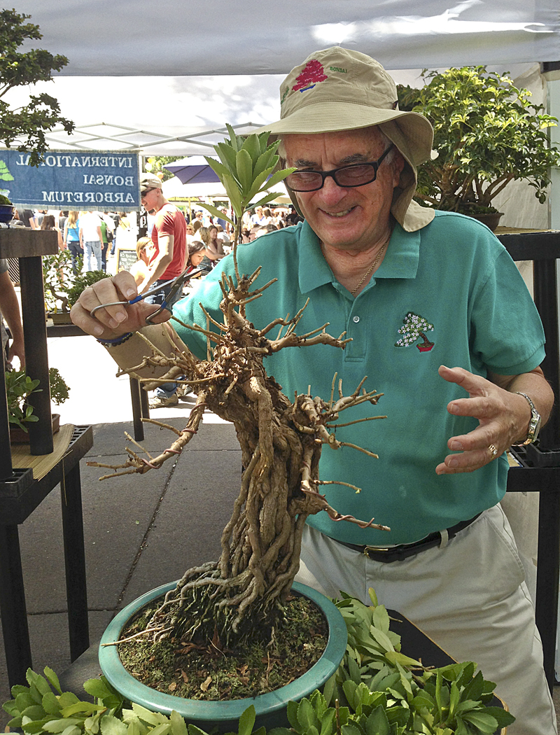 Park Avenue Art Festival – Valavanis Bonsai Blog