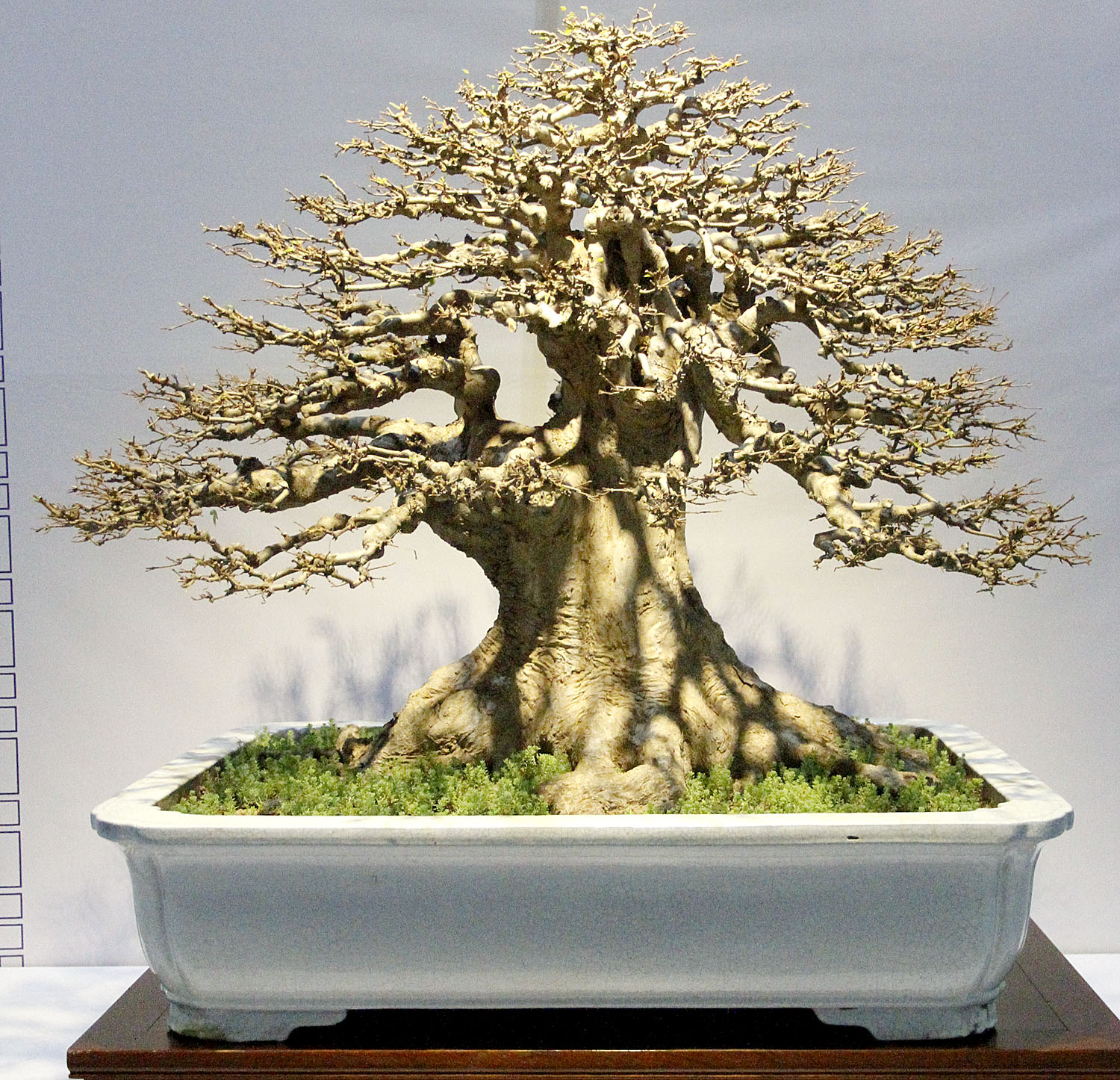 2013 CHINA (GUZHEN) NATIONAL PENJING EXHIBITION – Valavanis Bonsai Blog