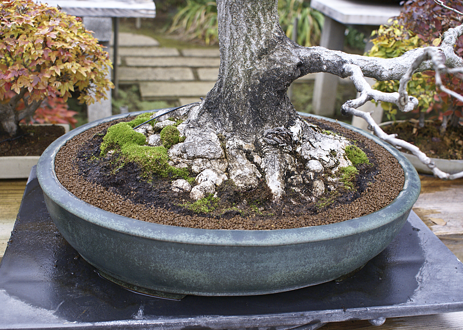 PREPARING FOR BONSAI WINTER PROTECTION – Valavanis Bonsai Blog