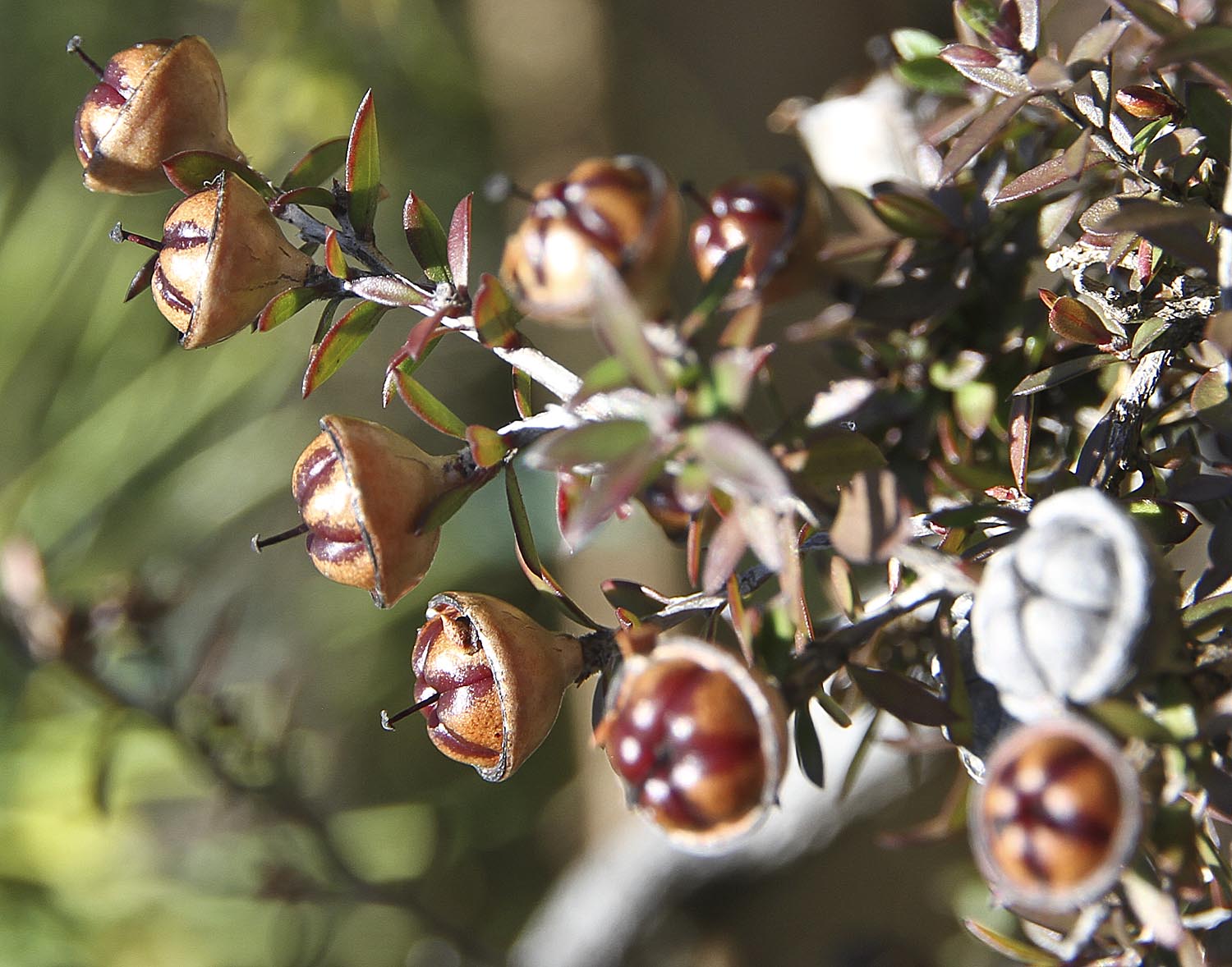 BILL JUMPS A BROAD- Part 5 – Valavanis Bonsai Blog