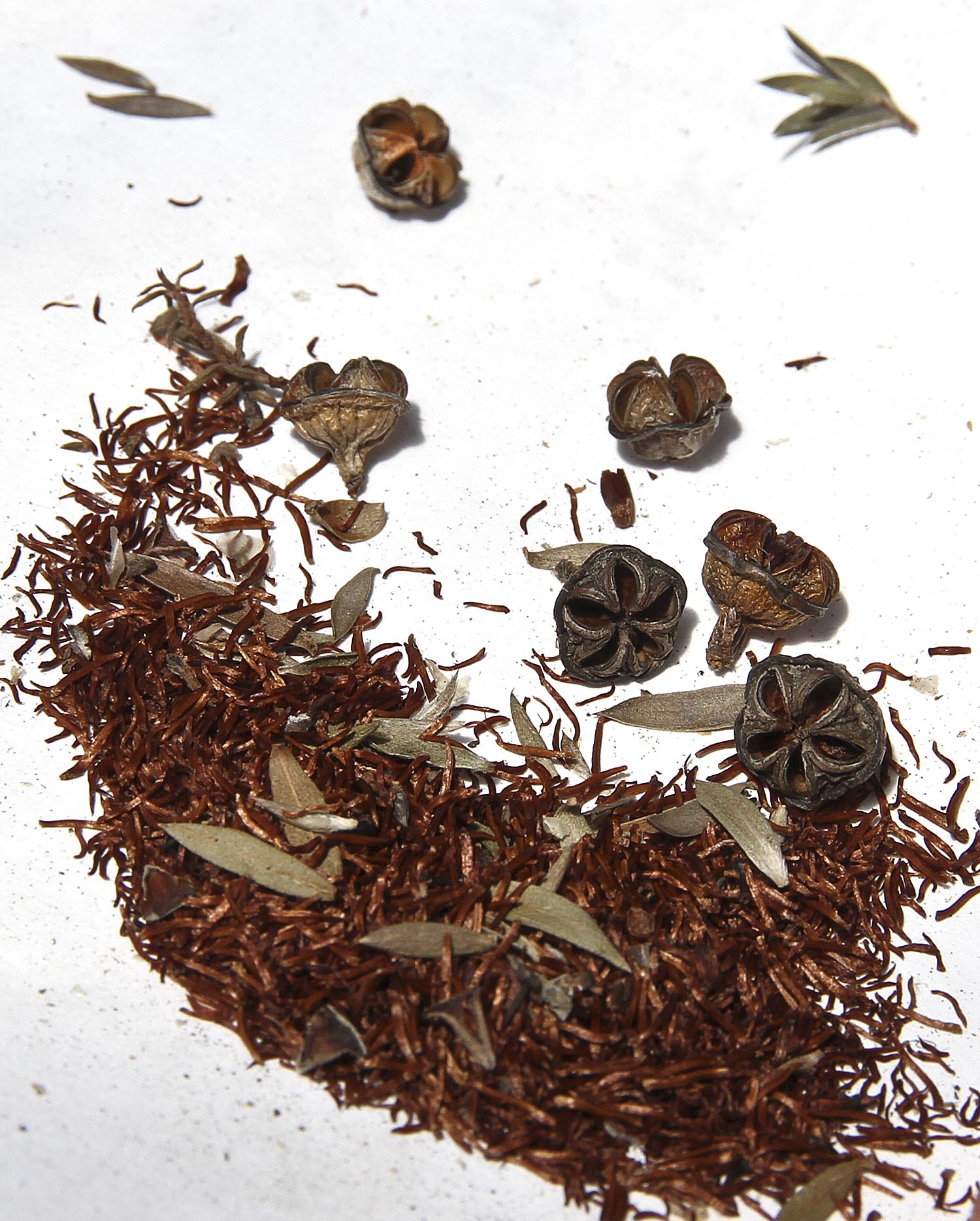 BILL JUMPS A BROAD- Part 5 – Valavanis Bonsai Blog