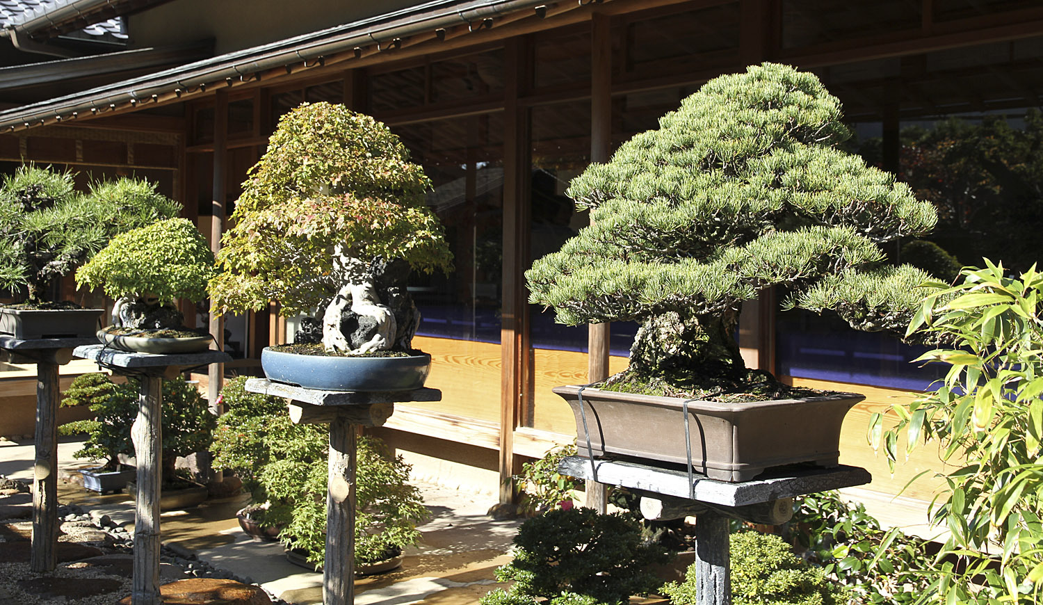 Japan International Bonsai Tour Exploration– Autumn 2013, Part 2 ...