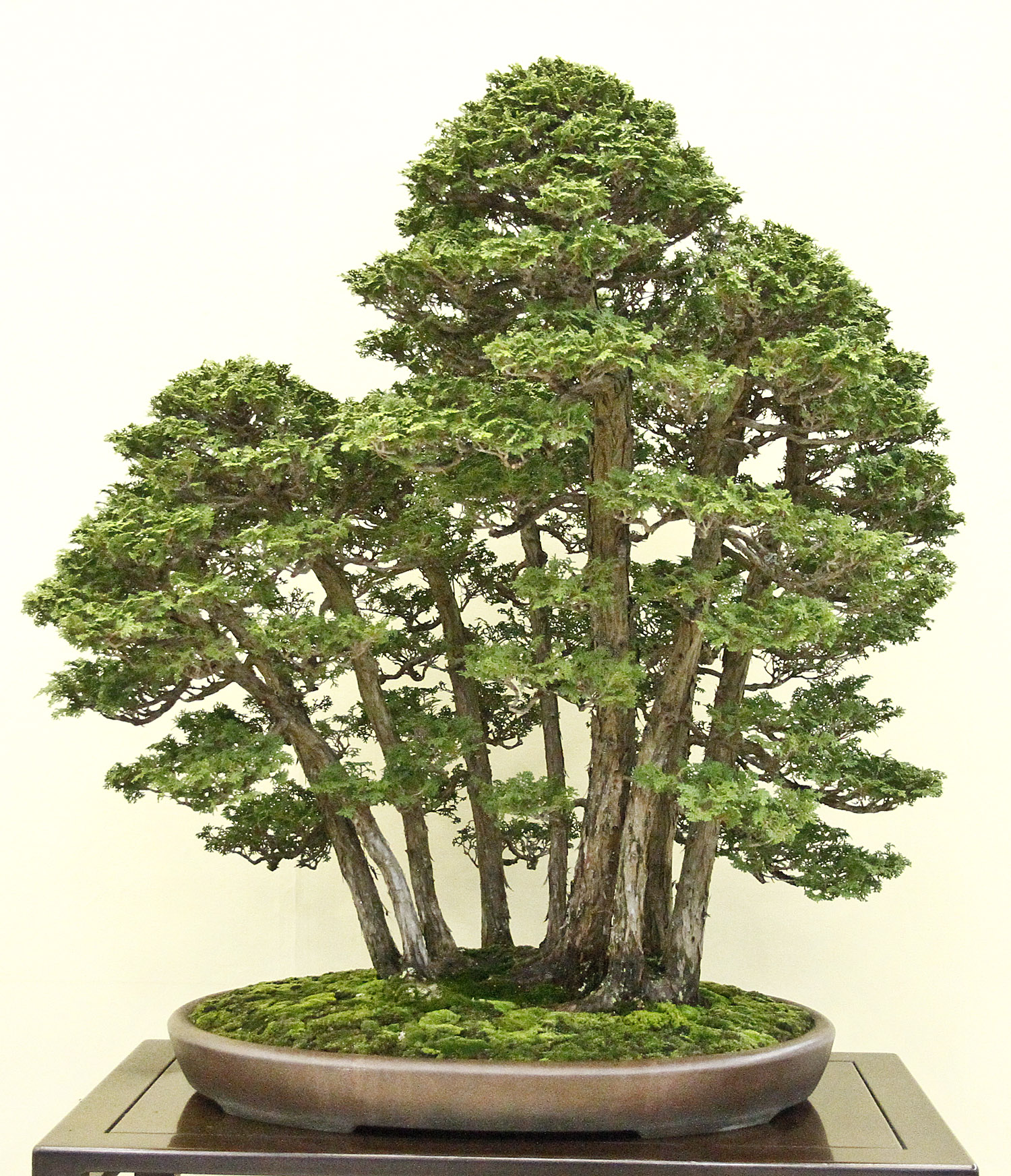 Japan International Bonsai Tour Exploration– Autumn 2013, Part 4 ...