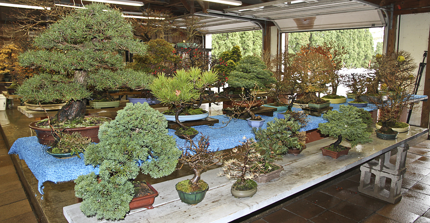 FINAL WINTER PROTECTION FOR BONSAI – Valavanis Bonsai Blog