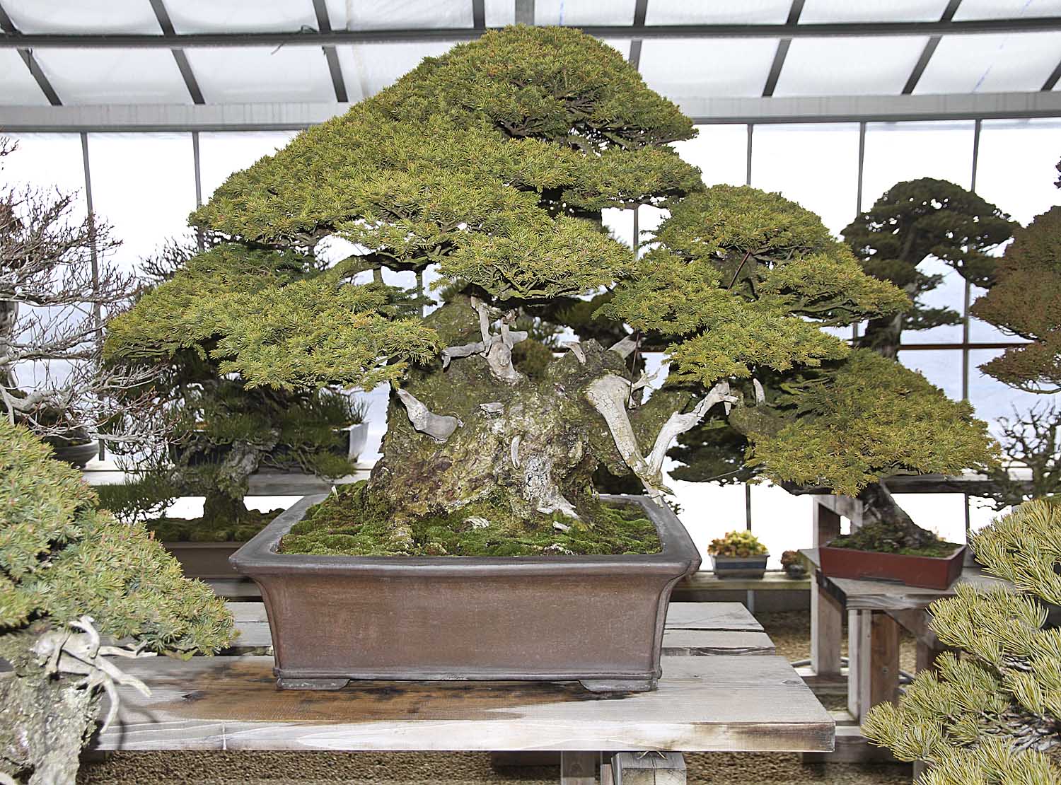 A Visit To Shinji Suzuki’s Bonsai Garden – Valavanis Bonsai Blog
