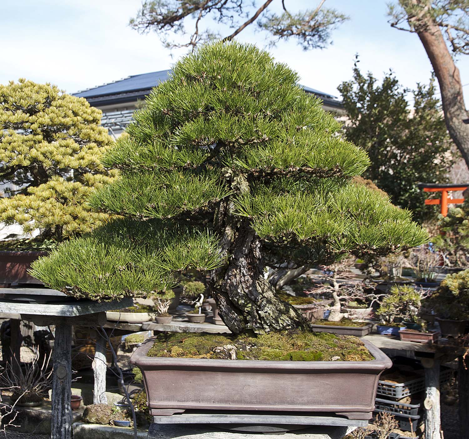 Our Visit to Mr. Kimura, Omiya Bonsai Village and Mr. Morimae ...