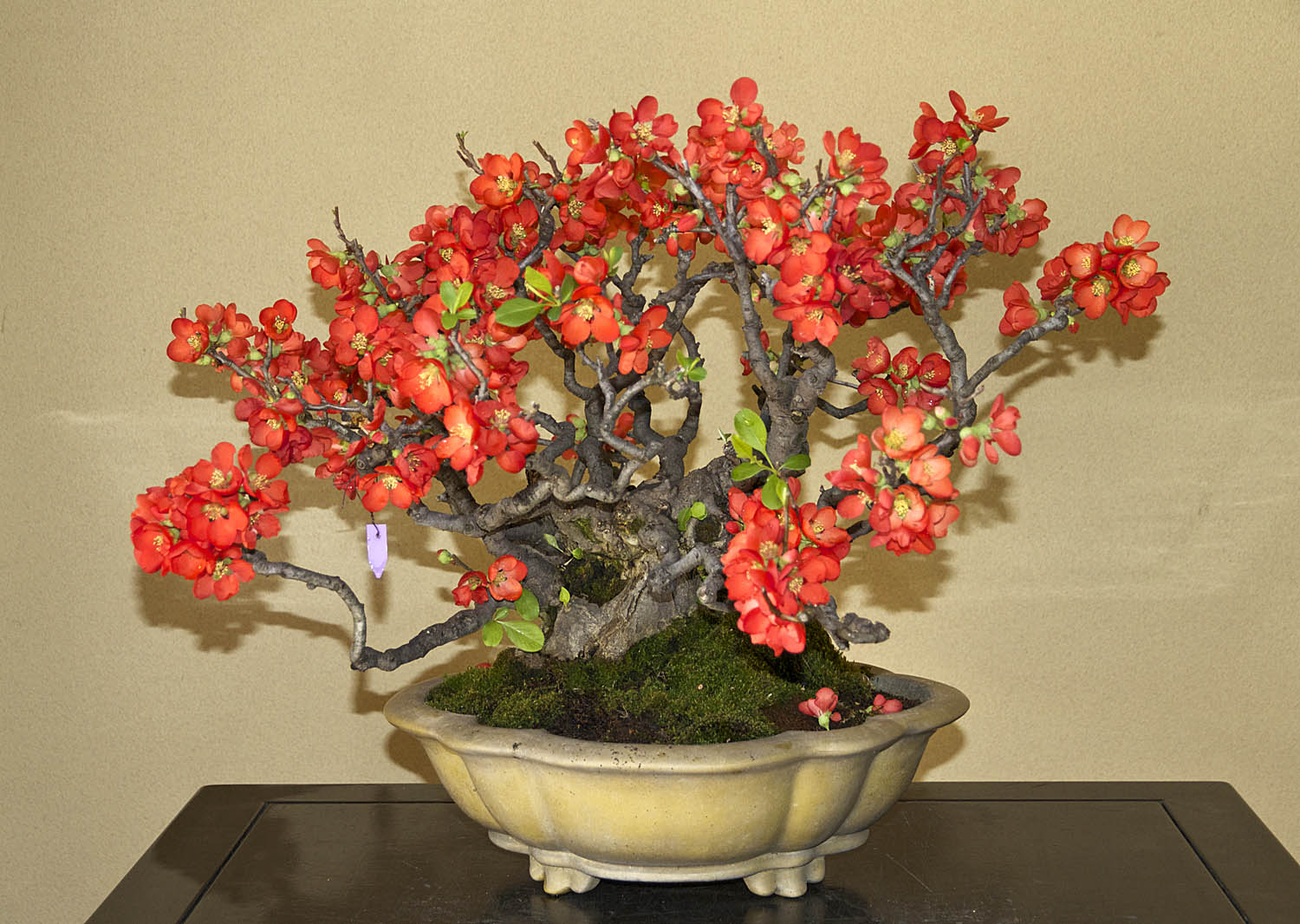 Our Visit to Mr. Kimura, Omiya Bonsai Village and Mr. Morimae ...