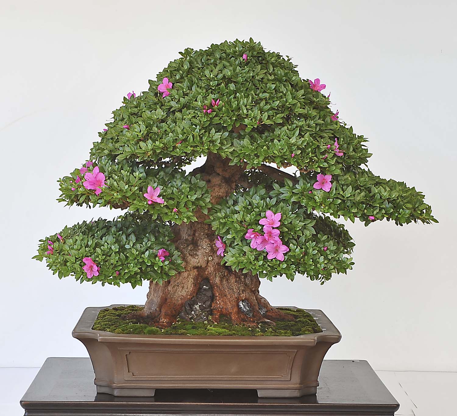 Do You Like Satsuki Azaleas? Then You’ll Love Our New Satsuki Bonsai ...