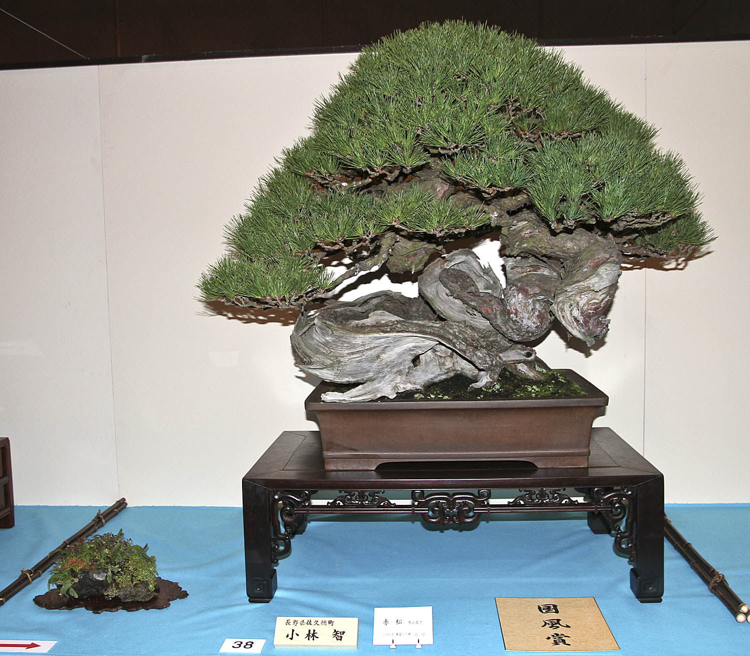2014 88th Kokufu Bonsai Exhibition– Part 1 – Valavanis Bonsai Blog