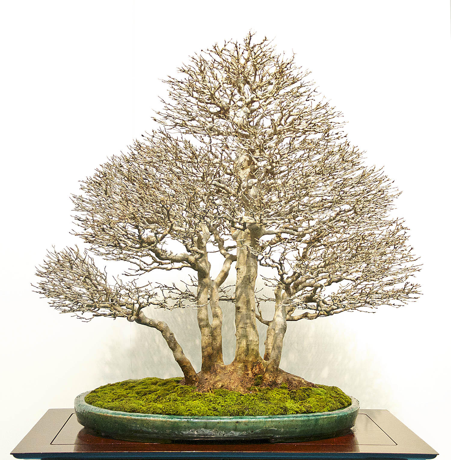 2014 88th Kokufu Bonsai Exhibition– Part 1 – Valavanis Bonsai Blog