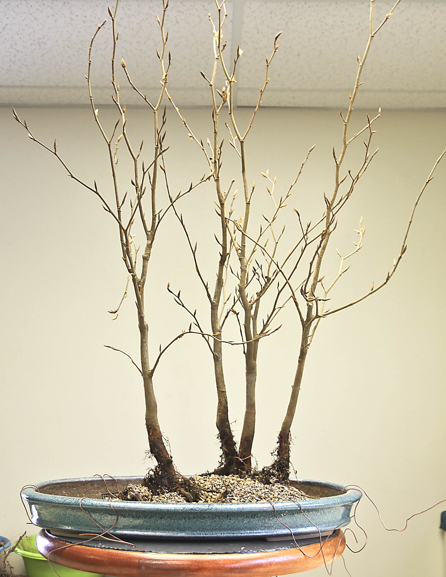 Creating A Beech Forest Bonsai – Valavanis Bonsai Blog