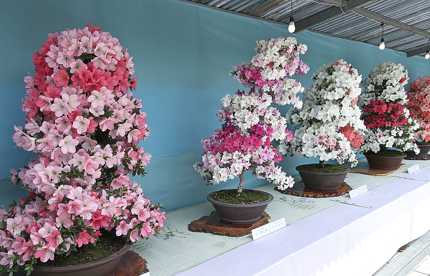 Japan Satsuki Bonsai Tour– Part 3 – Valavanis Bonsai Blog