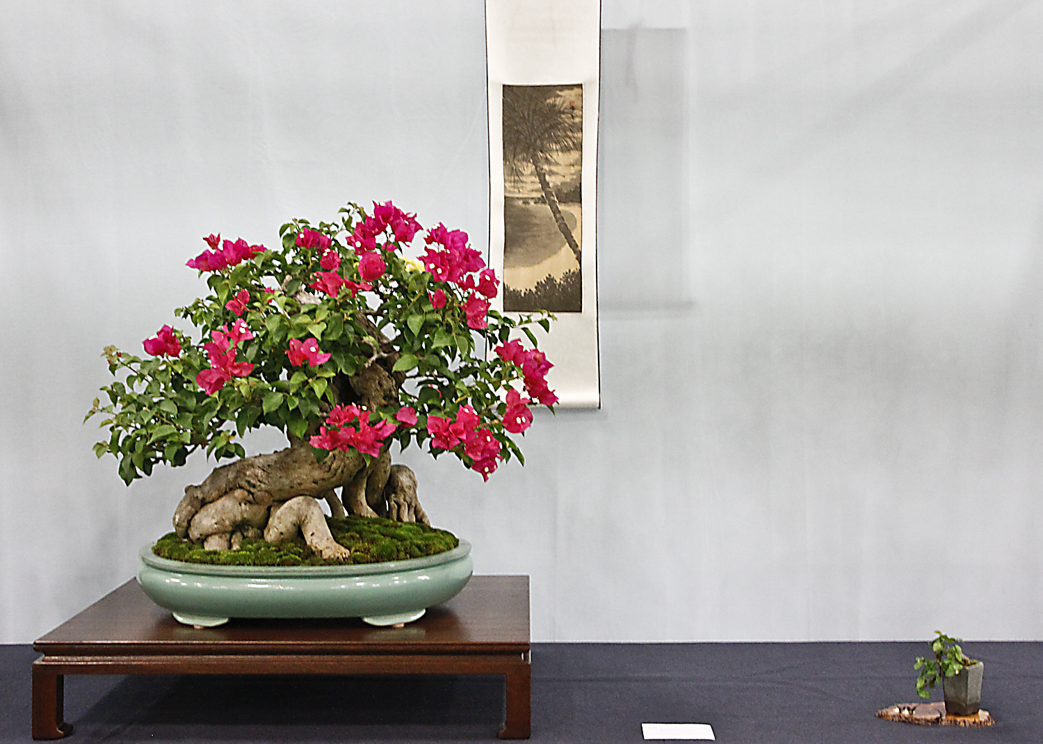4th US National Bonsai Exhibition Report – Valavanis Bonsai Blog