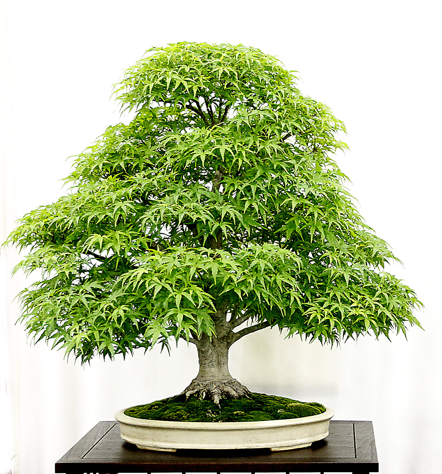 4th US National Bonsai Exhibition Report – Valavanis Bonsai Blog