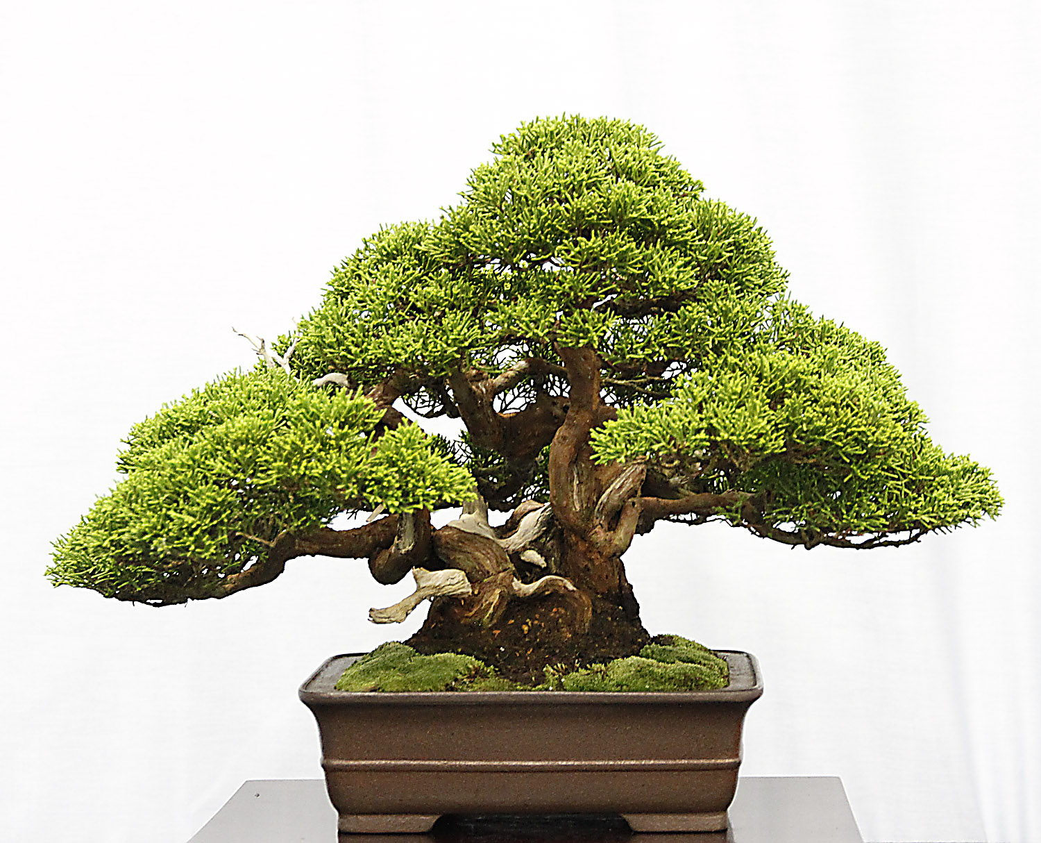 4th US National Bonsai Exhibition Report – Valavanis Bonsai Blog