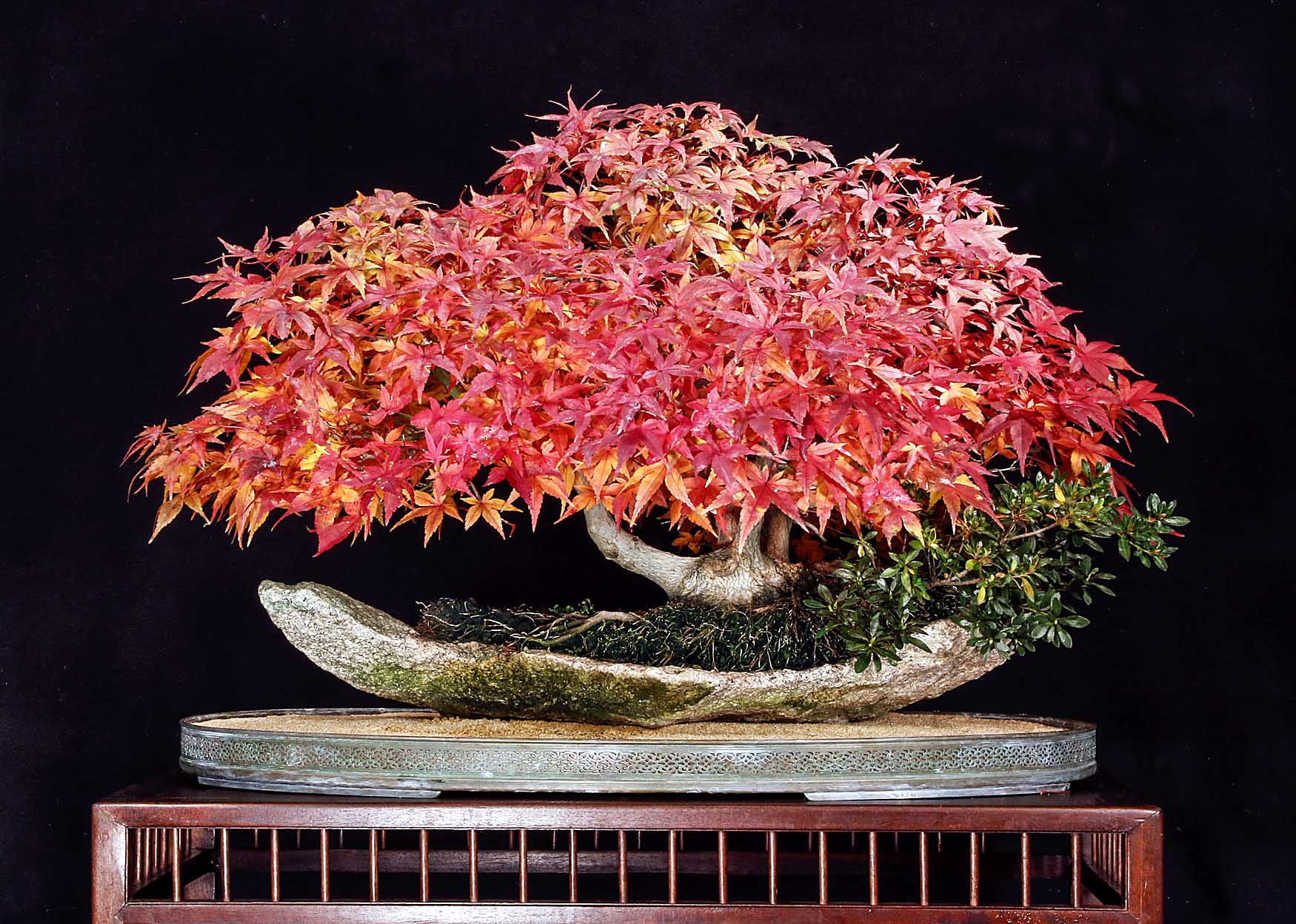 Autumn 2015 At The International Bonsai Arboretum– Part 2 – Valavanis ...