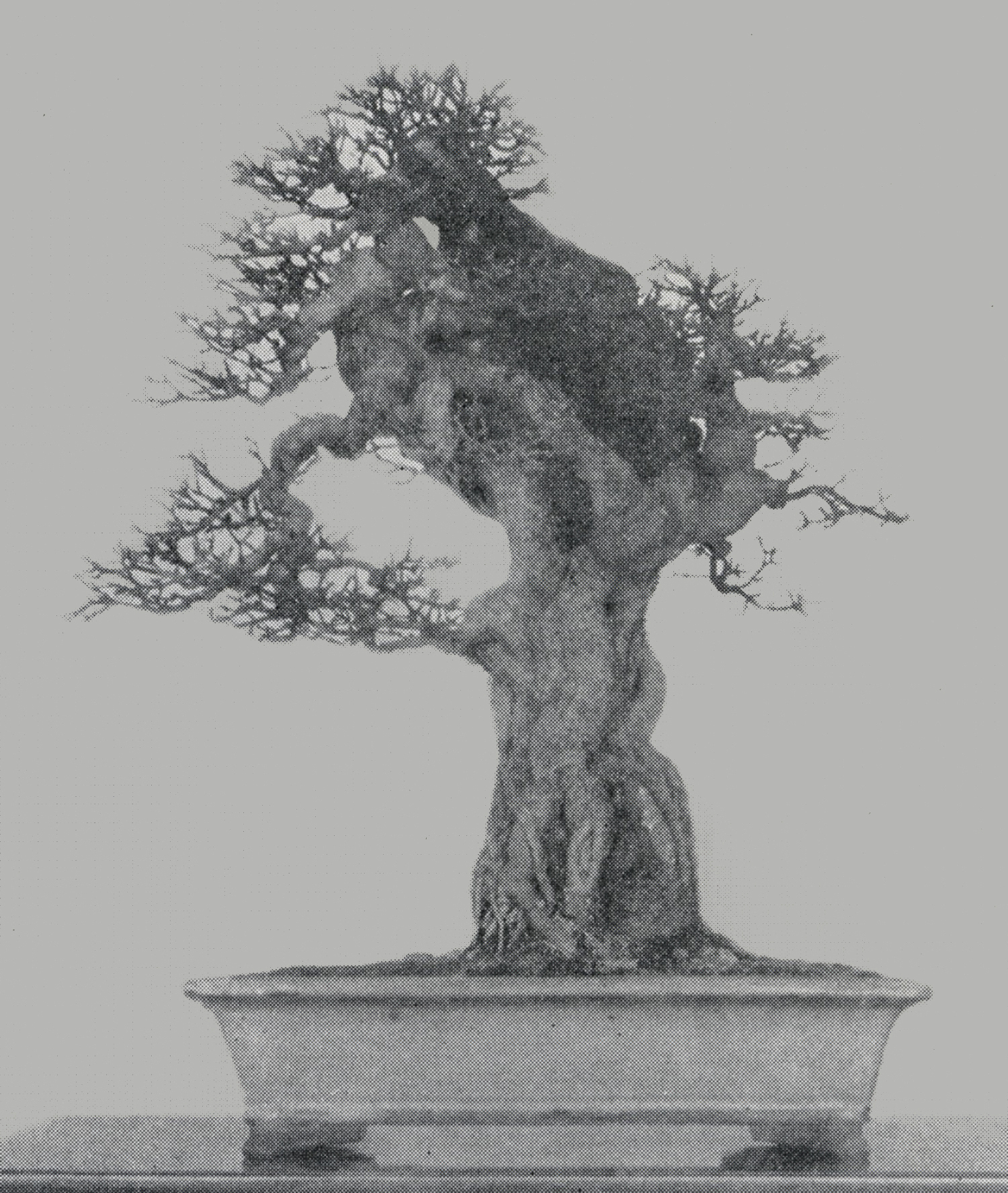 Trident Maple Root-over-rock Style Bonsai – Valavanis Bonsai Blog