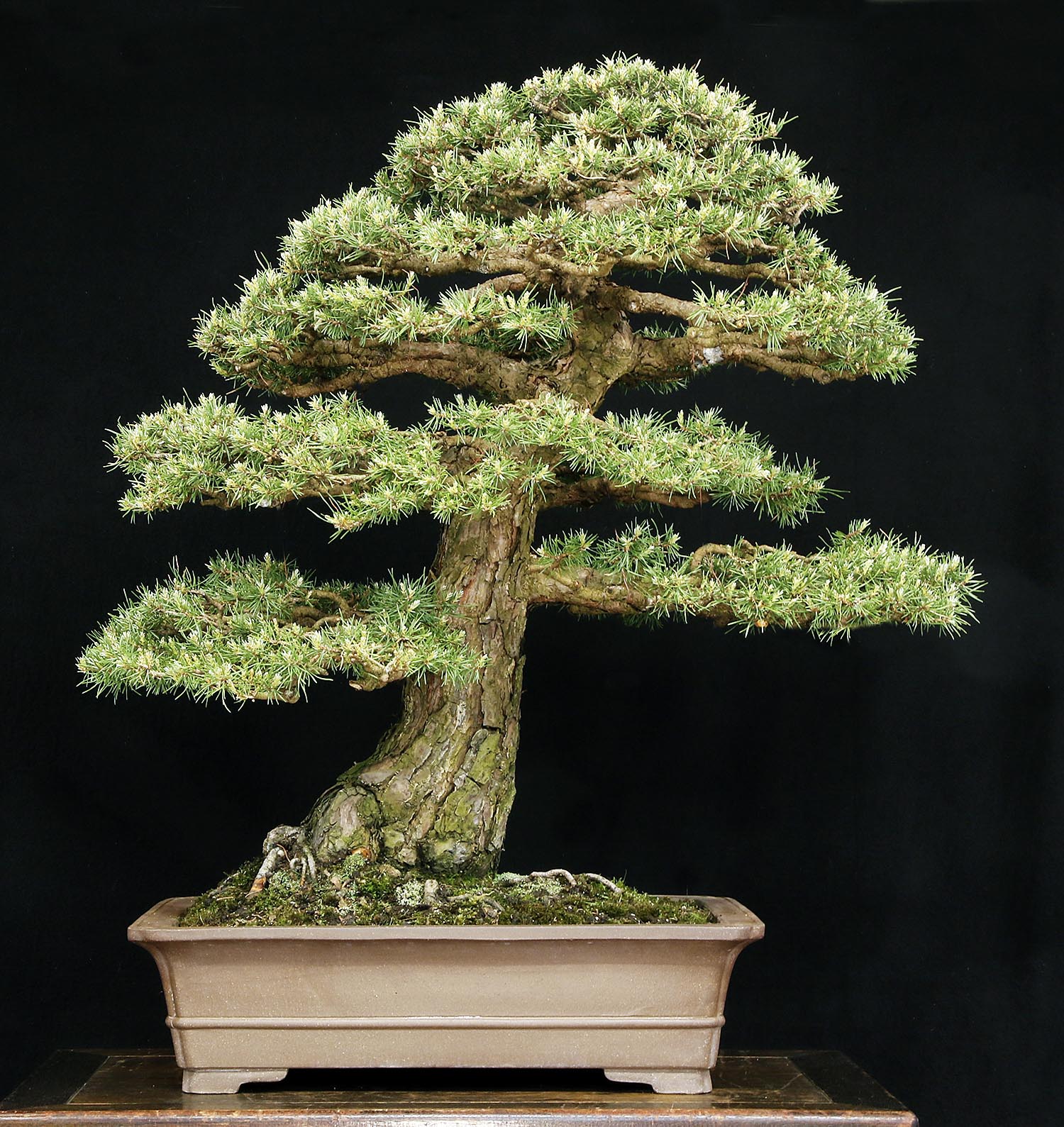 Valavanis Bonsai Blog – Page 11 – Welcome To My Bonsai World!