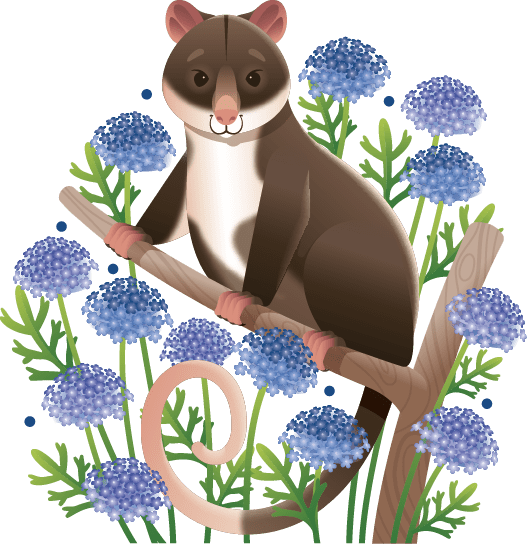 Values – Values Education Australia