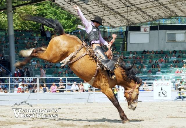 Cloverdale Rodeo Bronco Ride | Vancouver's Best Places