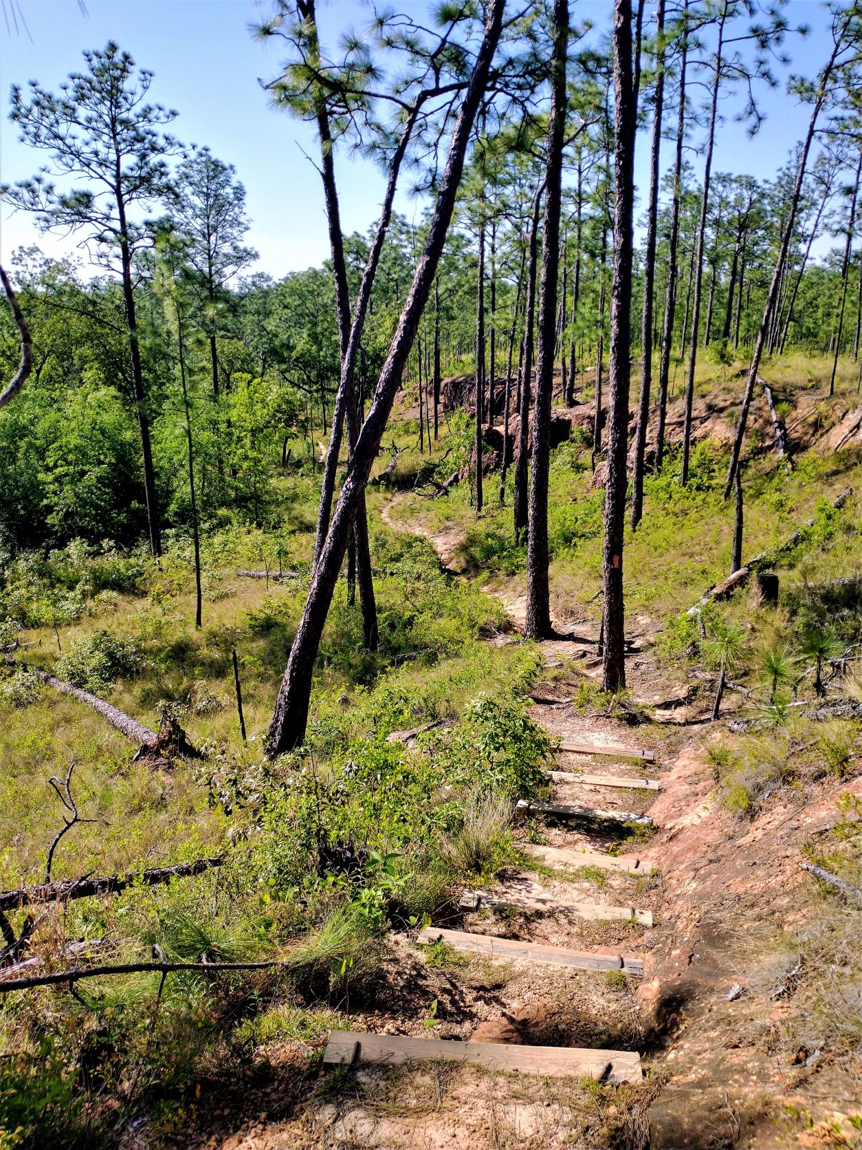 Exploring Florida’s Torreya State Park - Van Delicious
