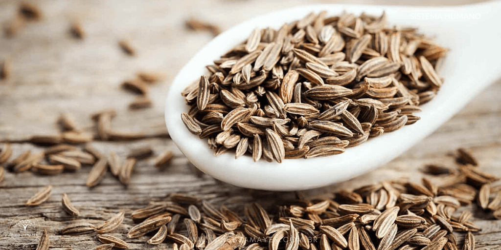 Propriedades e benefícios do Cominho – Nutrição Clínica Integrativa