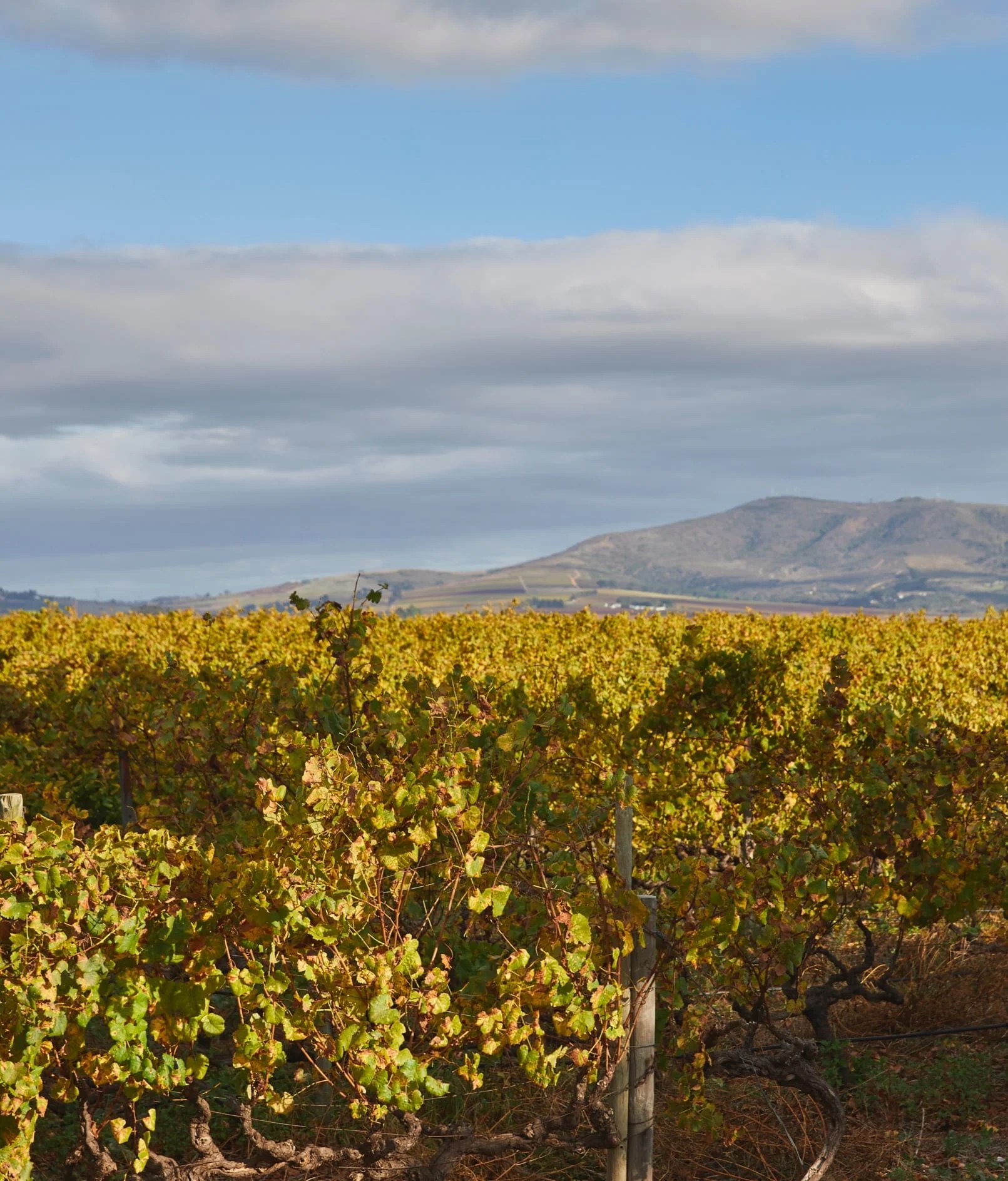 Van Hunks South African Premium Sparkling Wines Shop Online