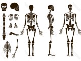Human Bone Vector At Vectorified Collection Of Human Bone Vector