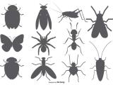 Insect Vector At Vectorified Collection Of Insect Vector Free For