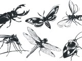 Insect Vector At Vectorified Collection Of Insect Vector Free For